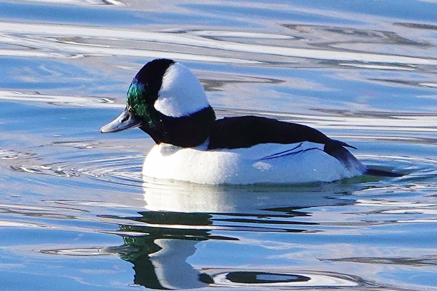 Bird of the Week - The Pagosa Springs Sun